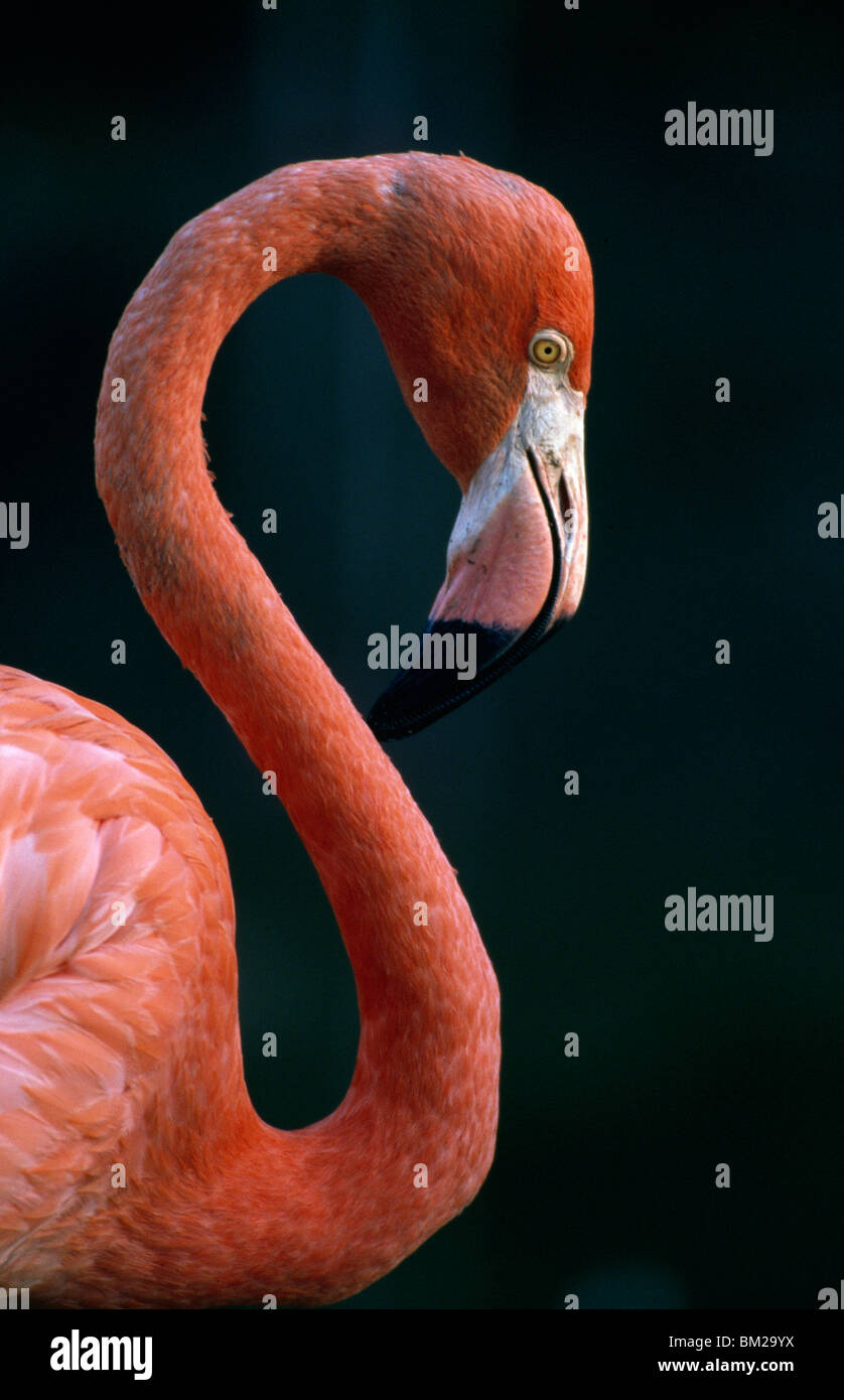 Flamingo (Phoenicopterus ruber Stock Photo - Alamy