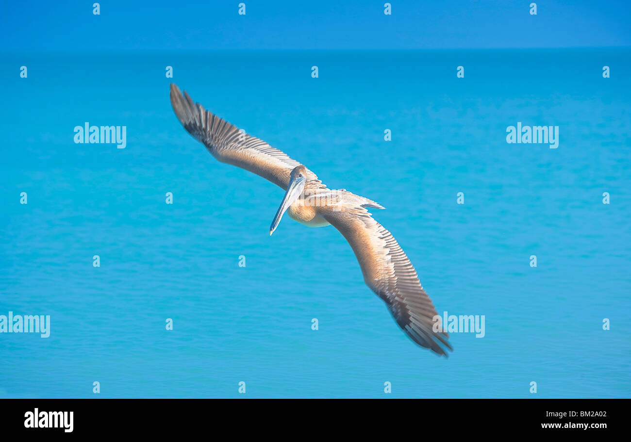 Pelican key west hi-res stock photography and images - Alamy