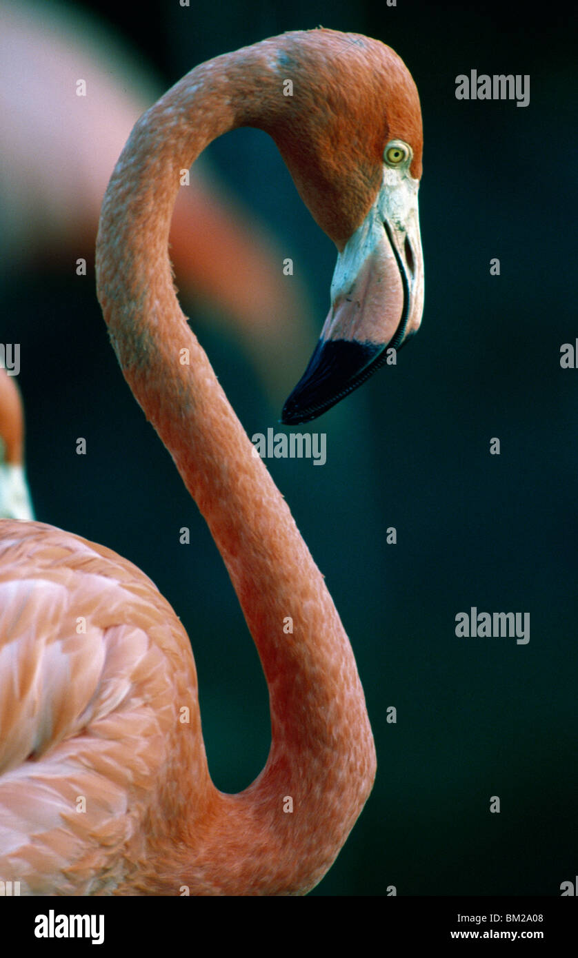 Flamingo (Phoenicopterus ruber Stock Photo - Alamy