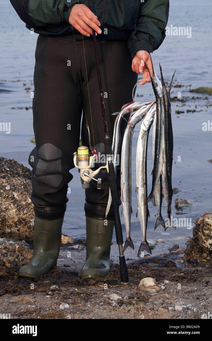 Belone belone hi-res stock photography and images - Alamy