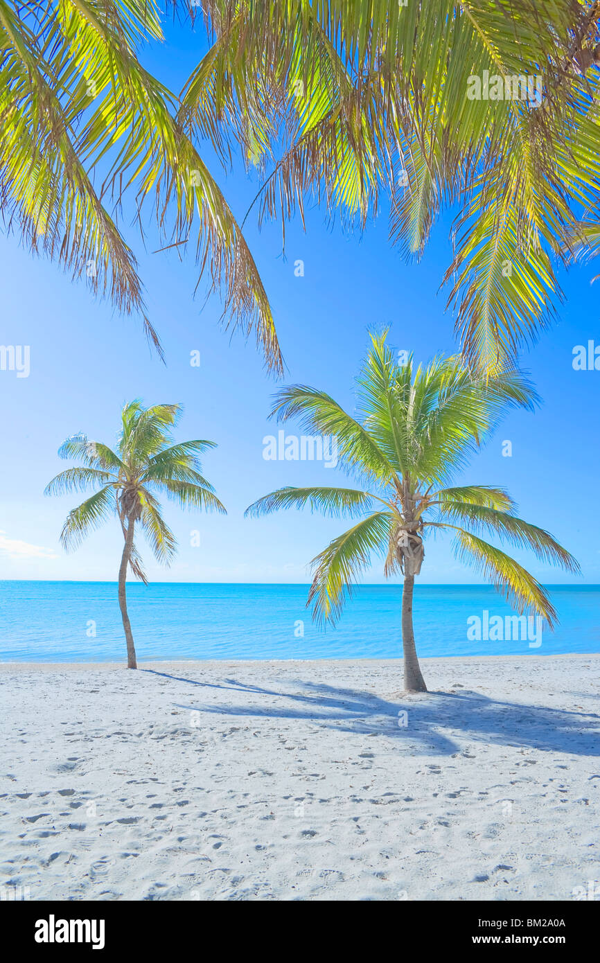 Palm trees on George Smathers Beach, Key West, Florida, USA Stock Photo ...