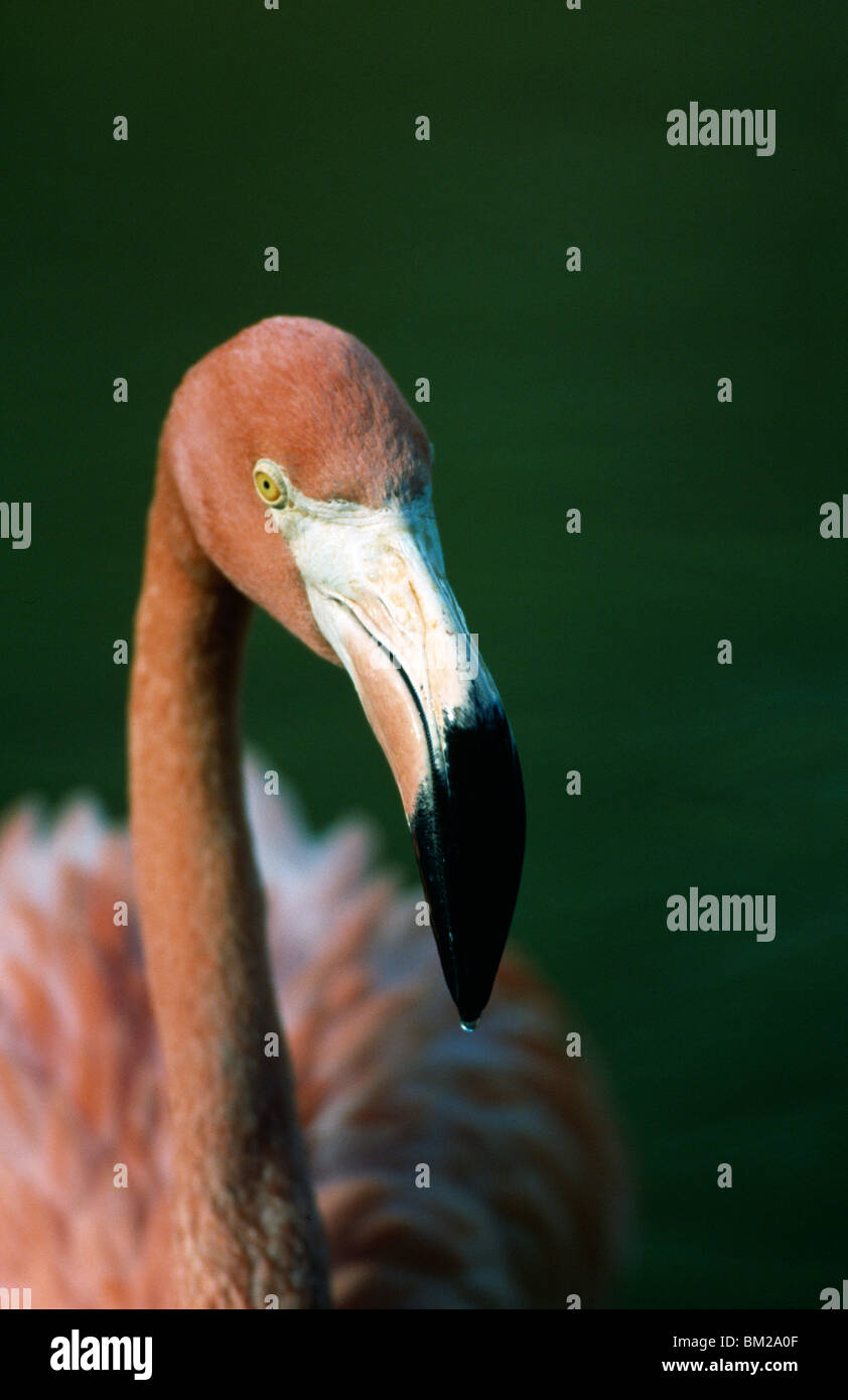 Flamingo (Phoenicopterus ruber Stock Photo - Alamy