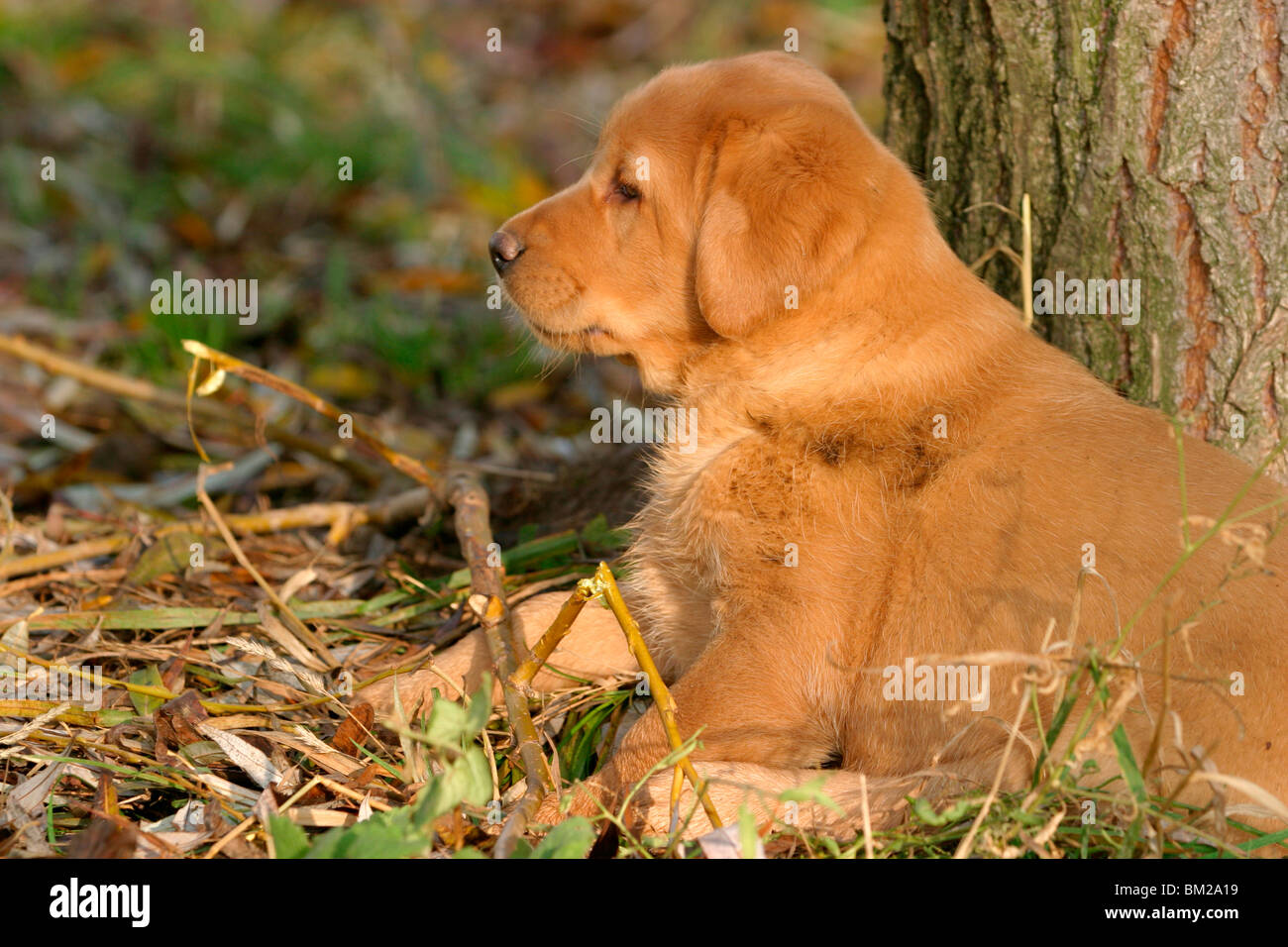 Labrador Welpe / Labrador Puppy Stock Photo - Alamy