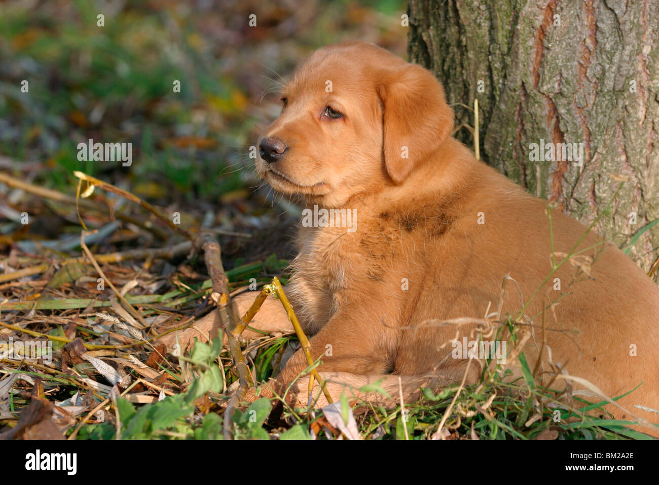 Ein labrador retriever hi-res stock photography and images - Alamy