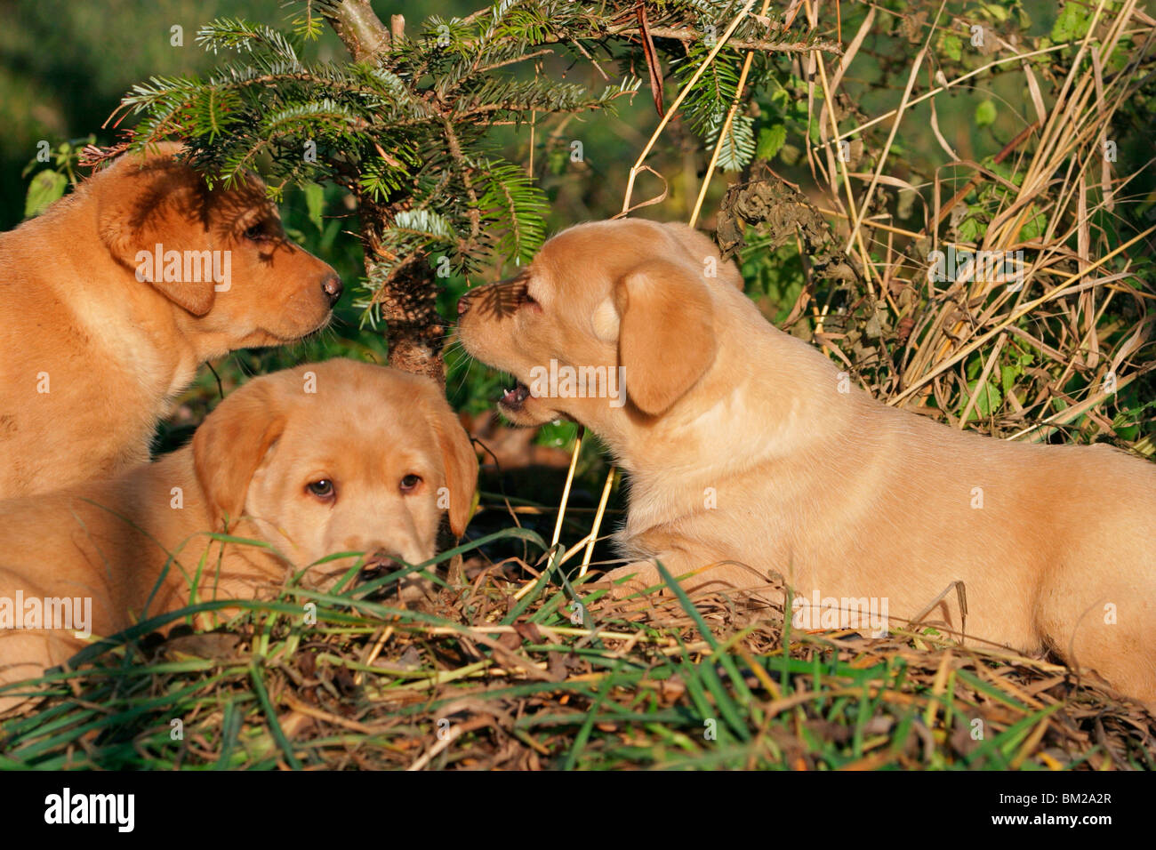 Labrador Welpe / puppy Stock Photo - Alamy