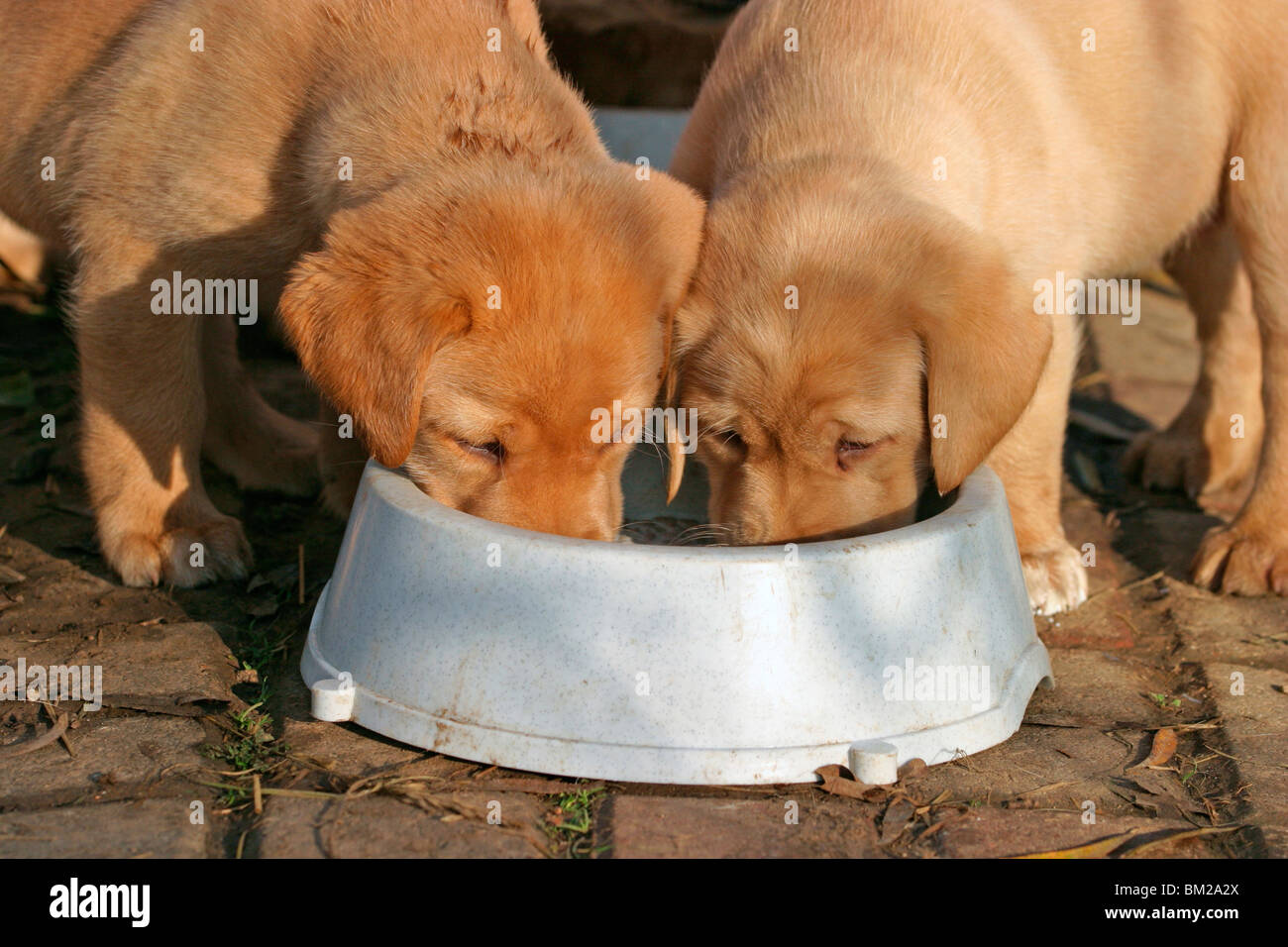 fressende Labrador Welpen / eating labrador puppies Stock Photo - Alamy