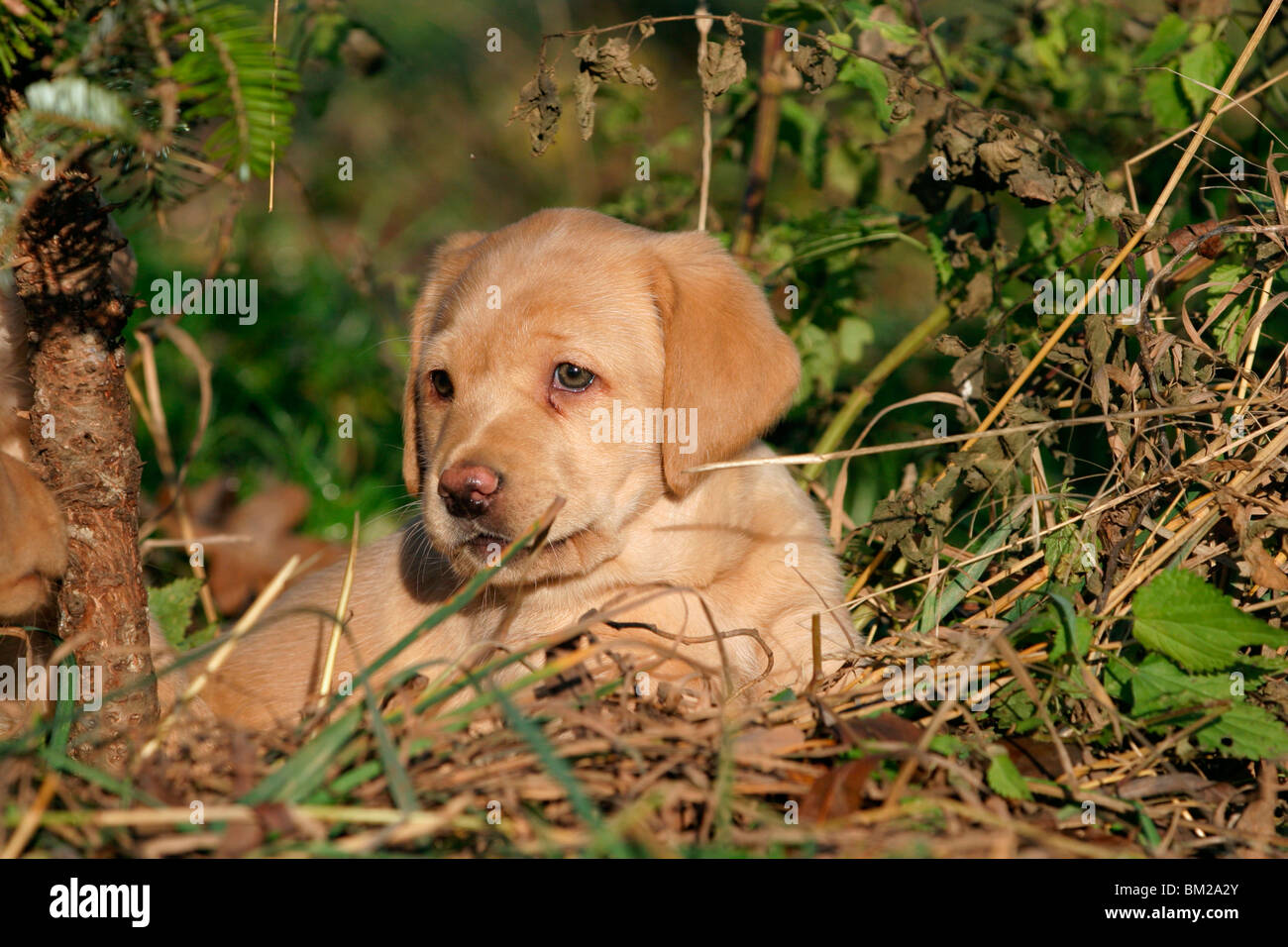 Ein labrador retriever hi-res stock photography and images - Alamy