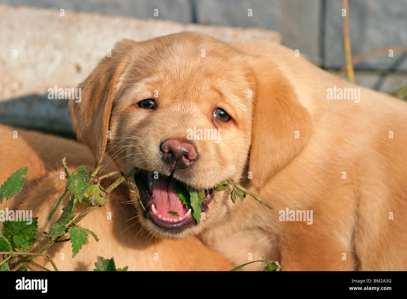 Labrador Welpe / puppy Stock Photo - Alamy