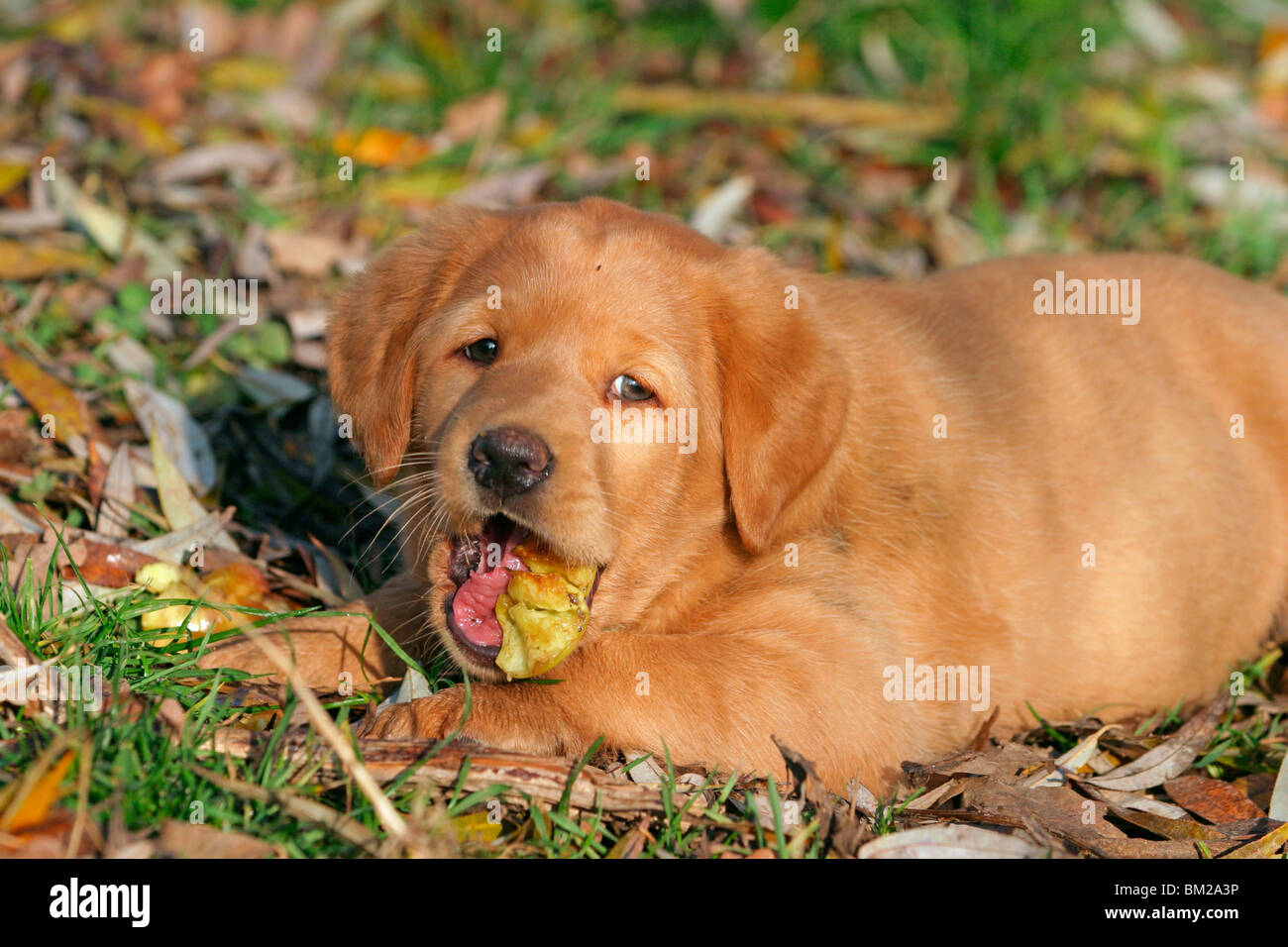 Labrador Welpe / puppy Stock Photo - Alamy