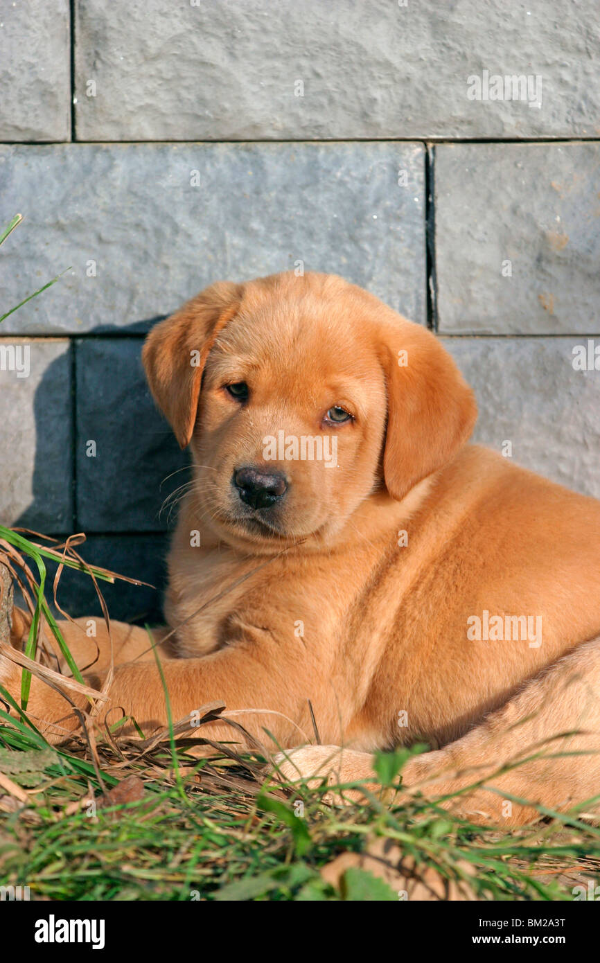 Ein labrador retriever hi-res stock photography and images - Alamy