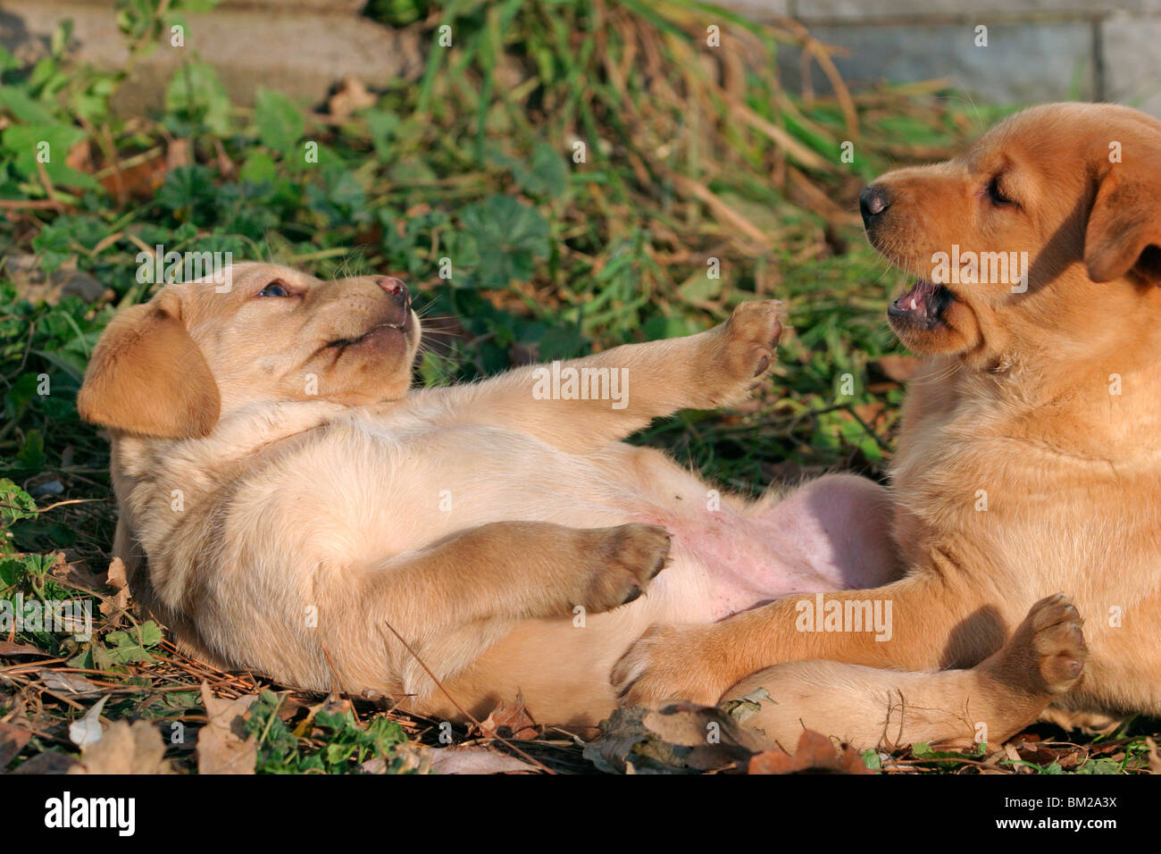 Labrador Welpe / puppy Stock Photo - Alamy