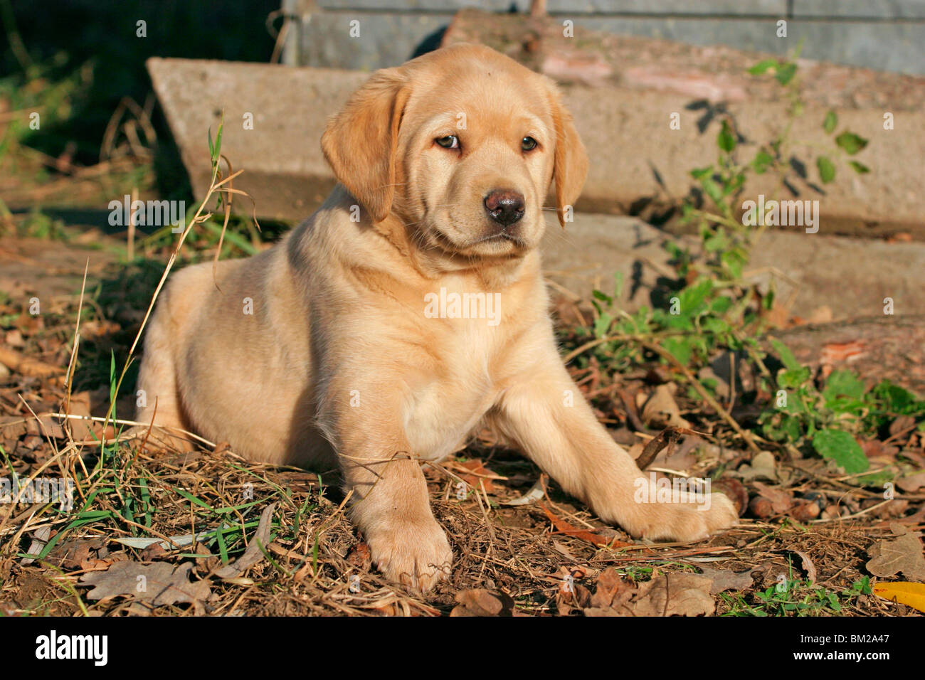 Labrador Welpe / puppy Stock Photo - Alamy