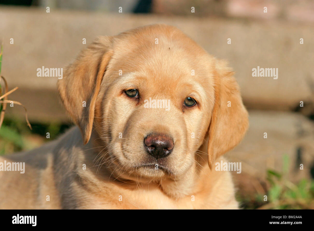 Labrador Welpe / puppy Stock Photo - Alamy