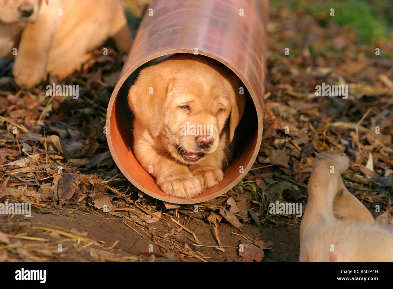 Labrador Welpe / Puppy Stock Photo - Alamy