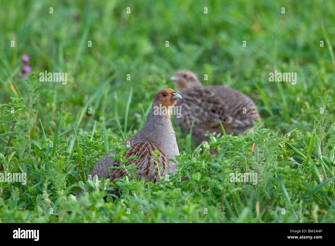 Grey Partridge (Perdix perdix) couple foraging in field, Germany Stock ...