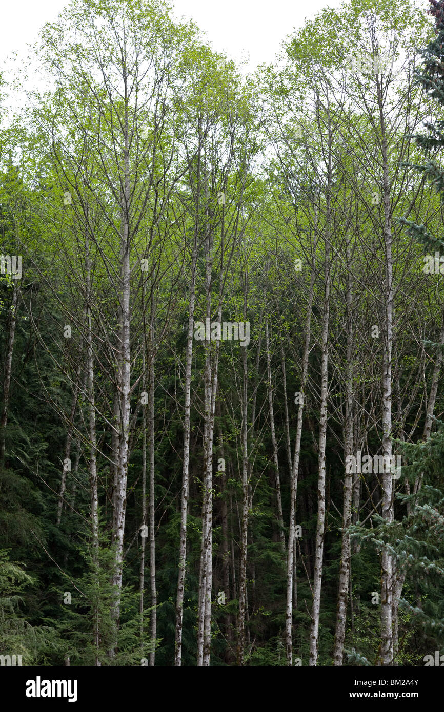 Forest, tall tree for background Stock Photo - Alamy