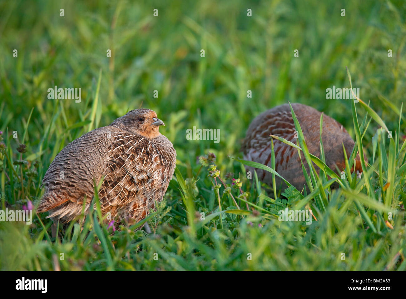 Grey Partridge (Perdix perdix) couple foraging in field, Germany Stock ...