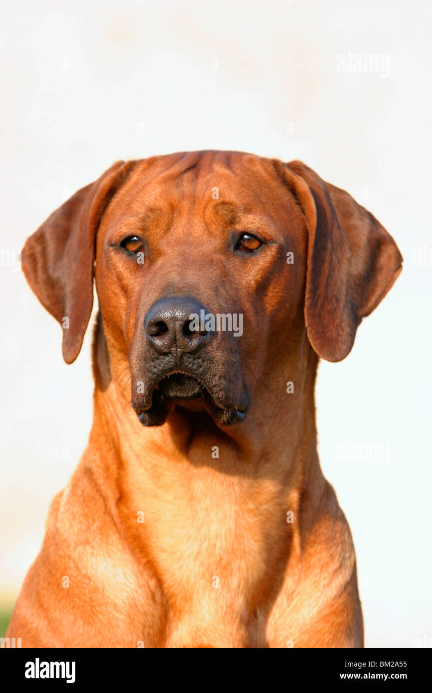 Rhodesian Ridgeback Portrait Stock Photo - Alamy