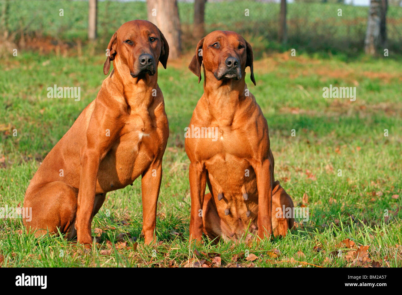 sitzende / sitting Rhodesian Ridgebacks Stock Photo - Alamy