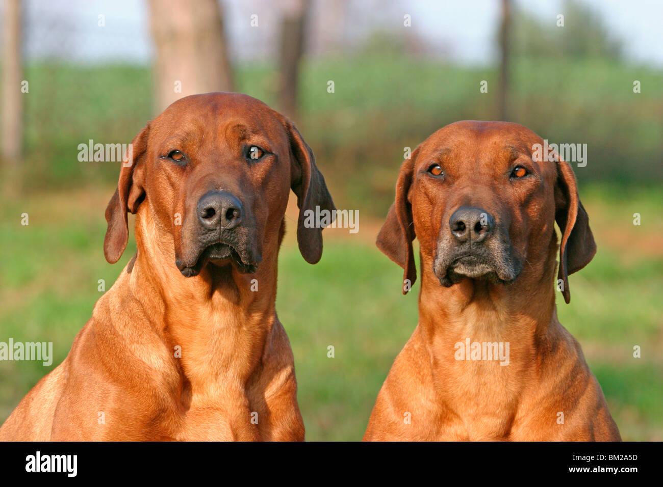 Ridgeback hundin hi-res stock photography and images - Alamy