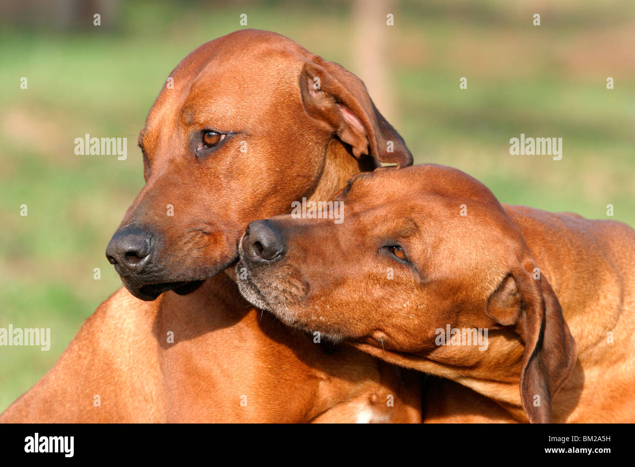 Rhodesian Ridgeback Portraits Stock Photo - Alamy