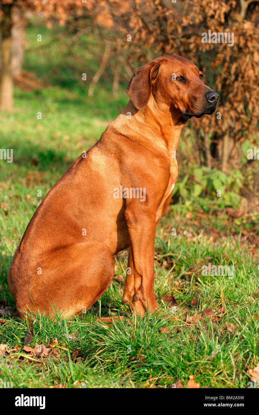 sitzender / sitting Rhodesian Ridgeback Stock Photo - Alamy