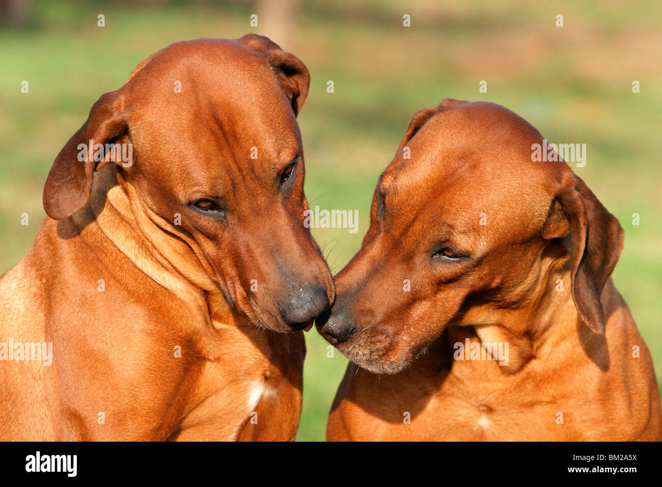 Rhodesian Ridgeback Portraits Stock Photo - Alamy