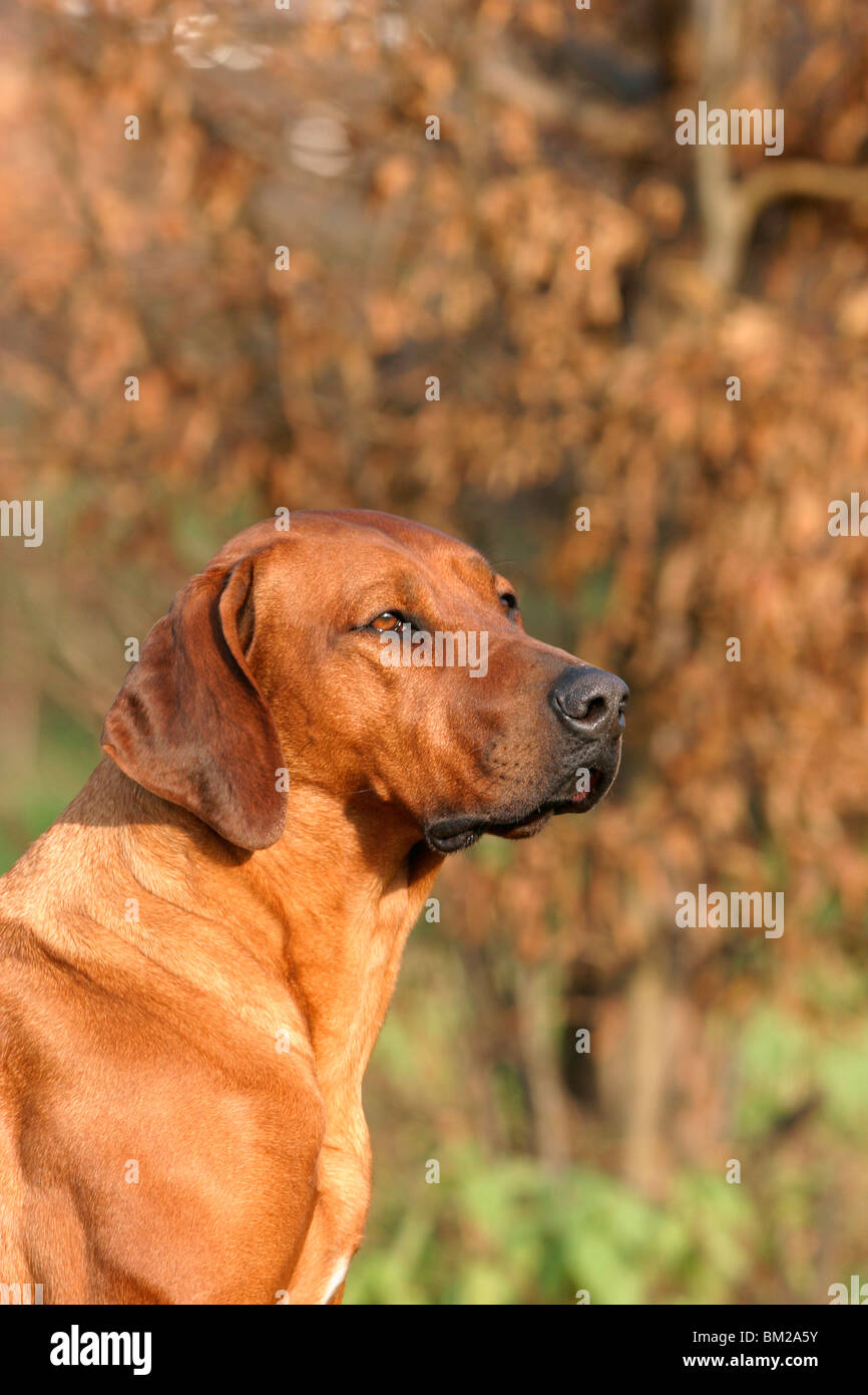 Rhodesian Ridgeback Portrait Stock Photo - Alamy