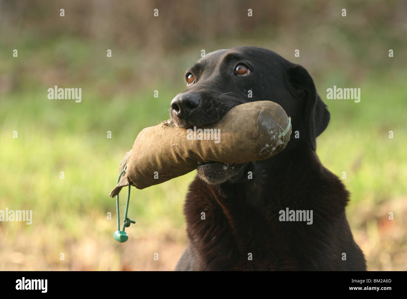 schwarzer Labrador / black labrador Stock Photo - Alamy