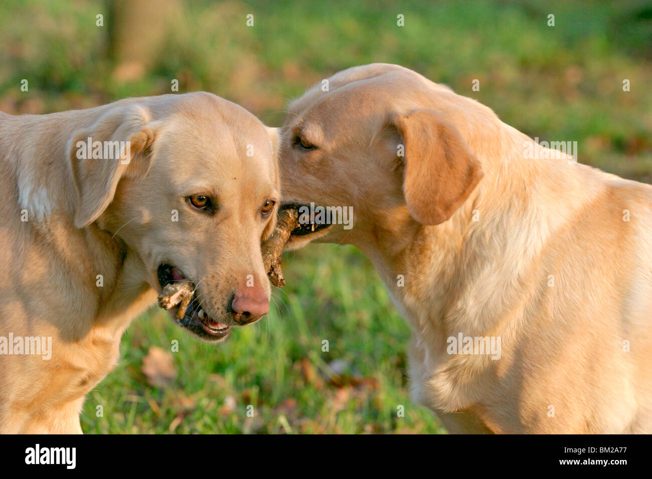 Labrador hund spielen hi-res stock photography and images - Alamy