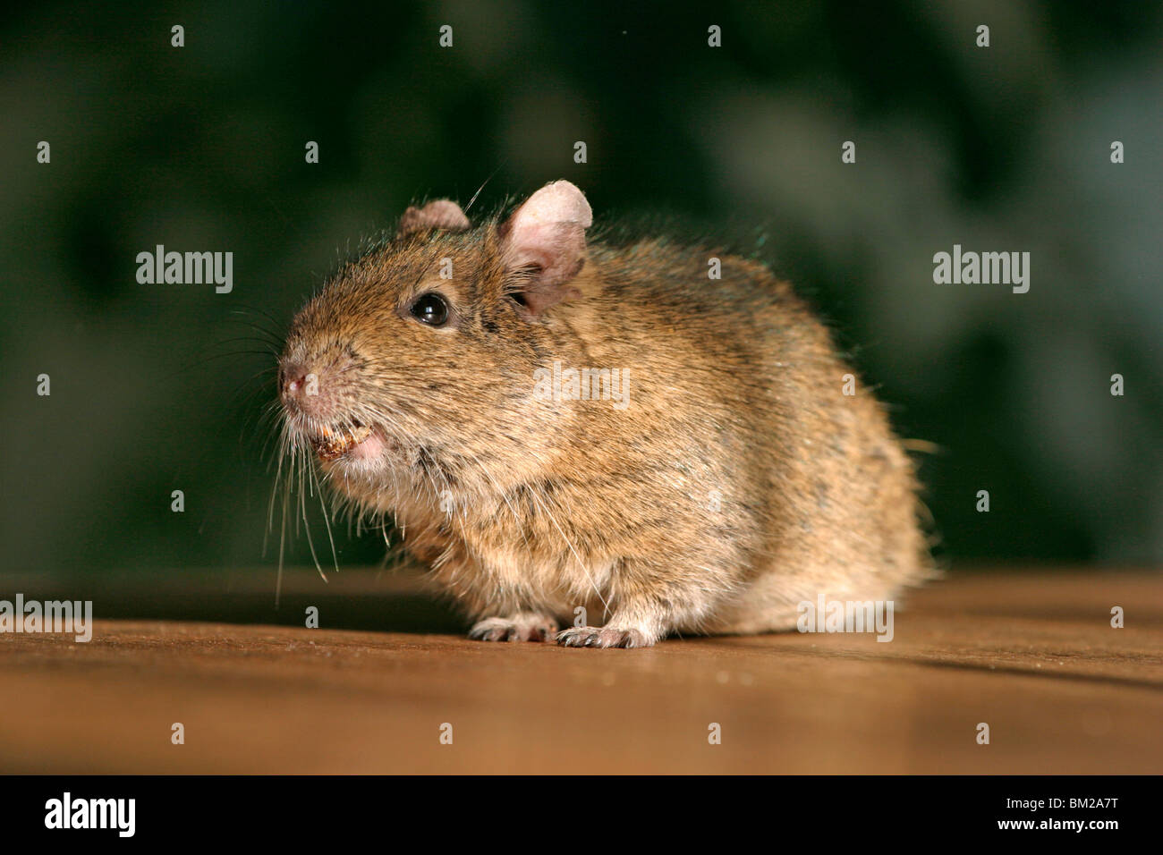 Octodon hi-res stock photography and images - Alamy