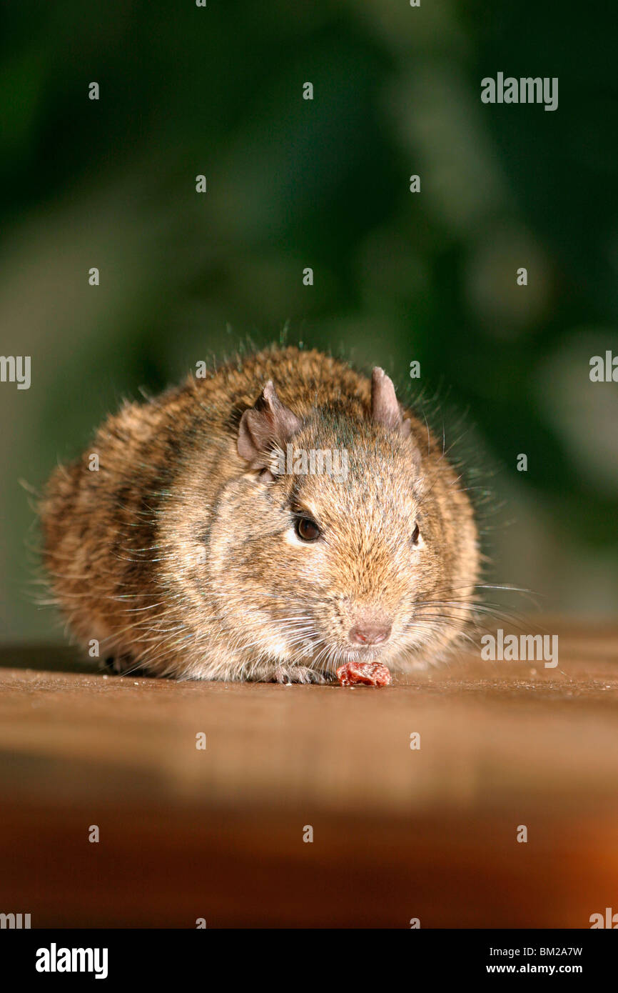 Degu / octodon Stock Photo - Alamy