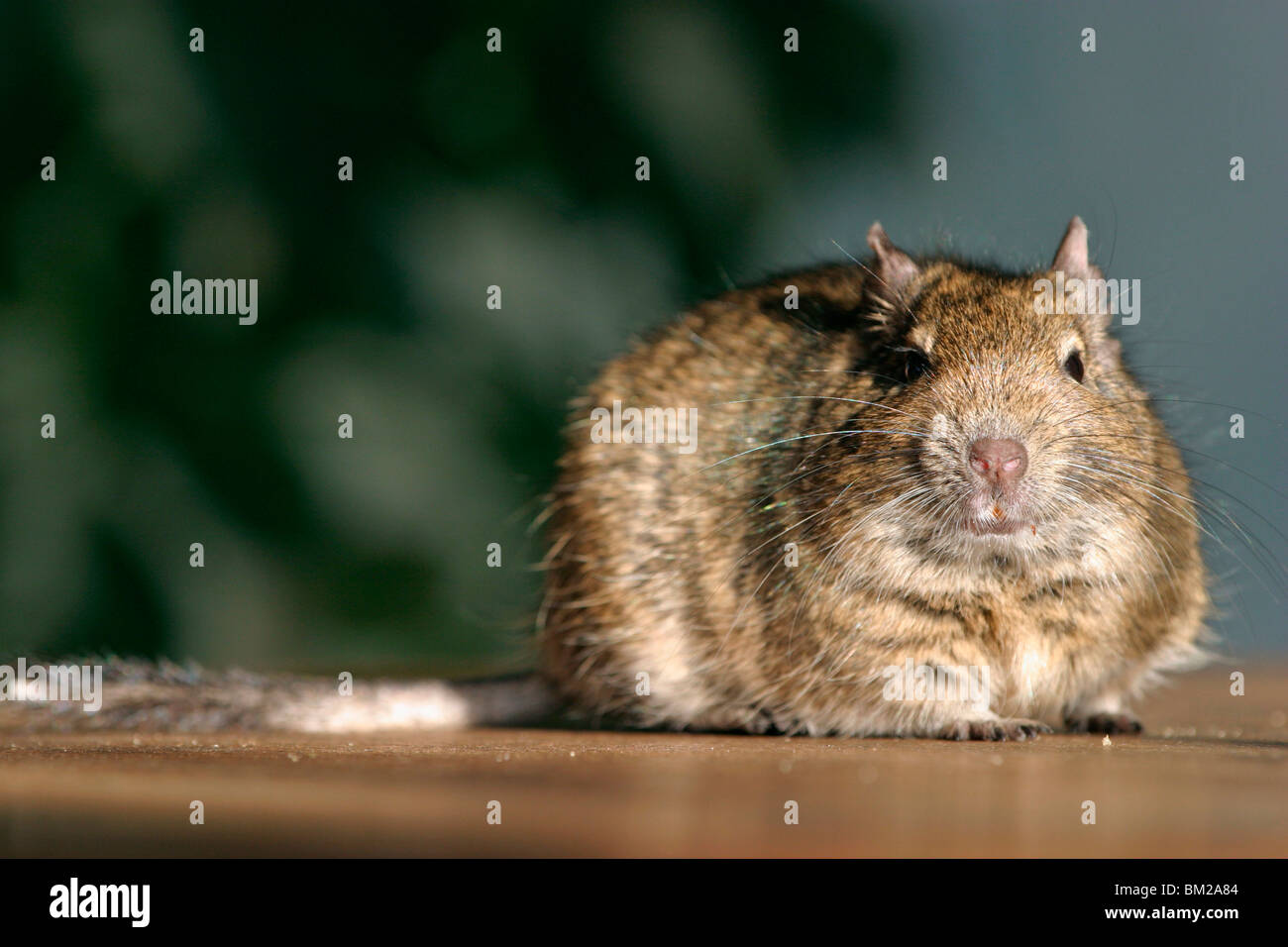 Octodon hi-res stock photography and images - Alamy