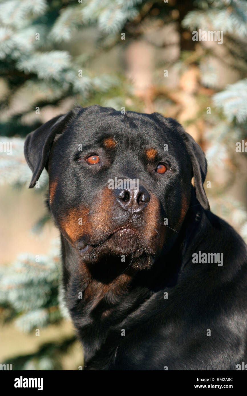 Rottweiler hund hi-res stock photography and images - Alamy