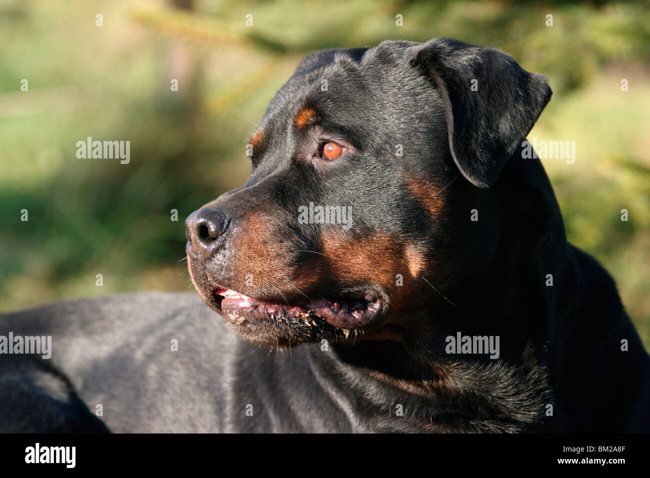 Rottweiler sommer hi-res stock photography and images - Alamy