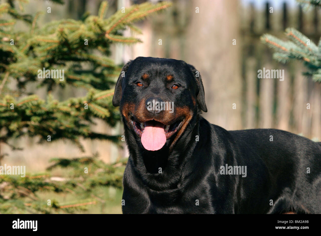 Rottweiler sommer hi-res stock photography and images - Alamy