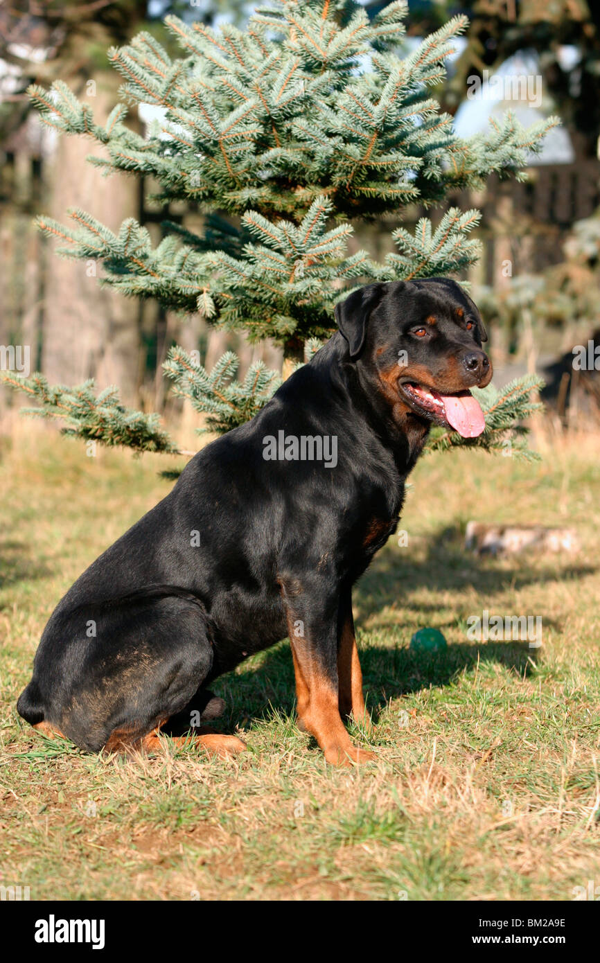 sitzender Rottweiler / sitting Rottweiler Stock Photo - Alamy
