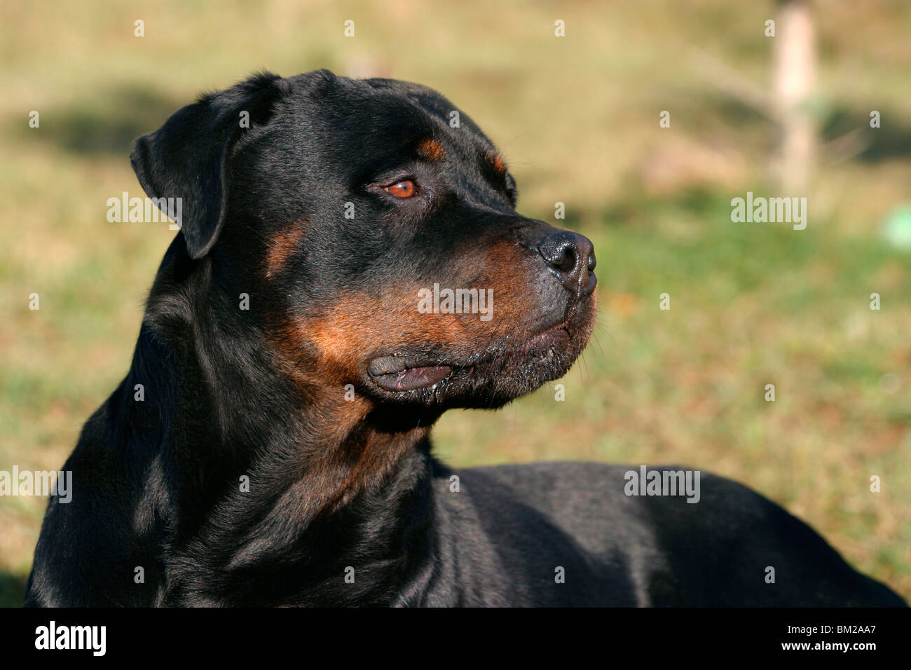 Rottweiler hund hi-res stock photography and images - Alamy
