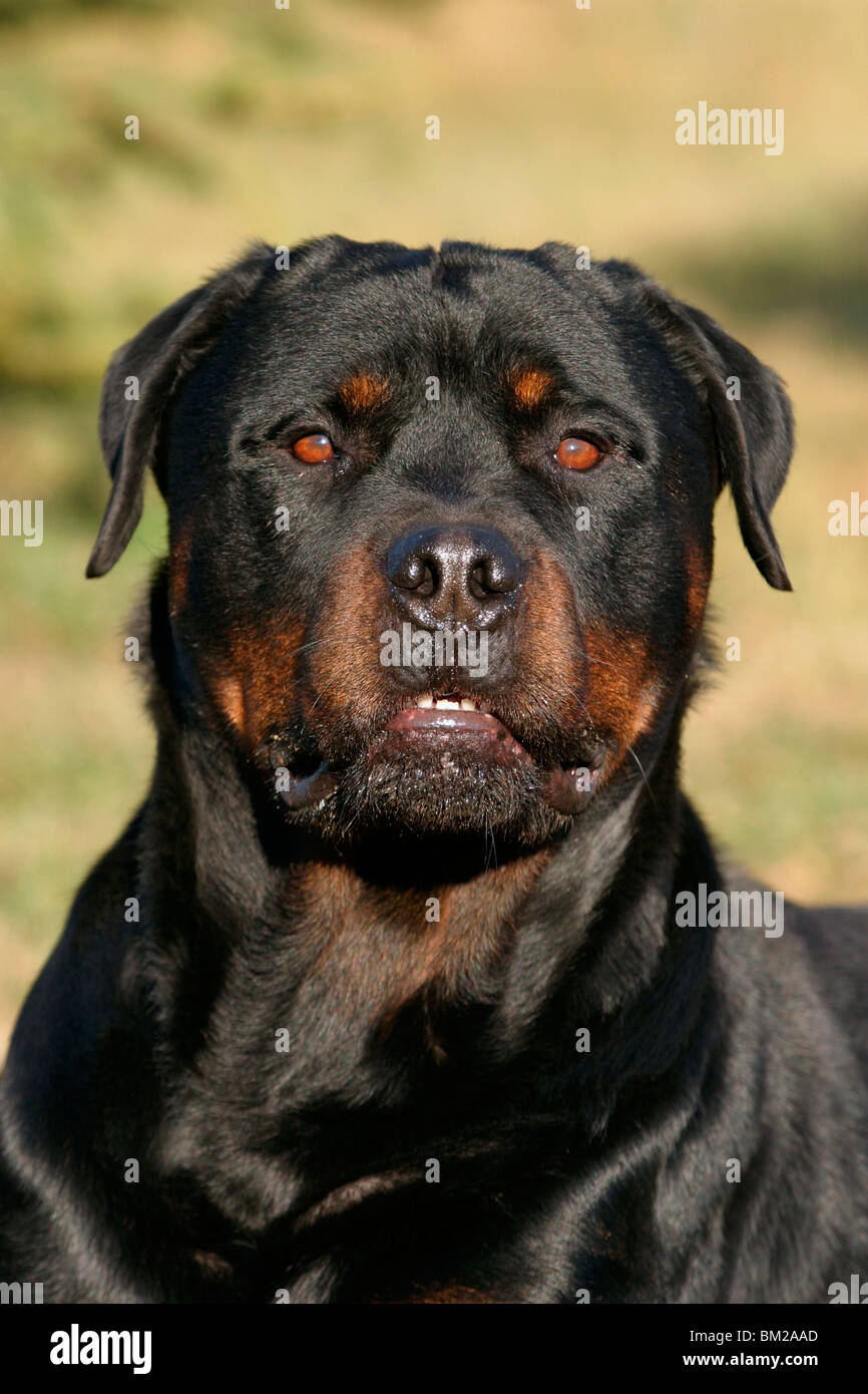 Rottweiler sommer hi-res stock photography and images - Alamy