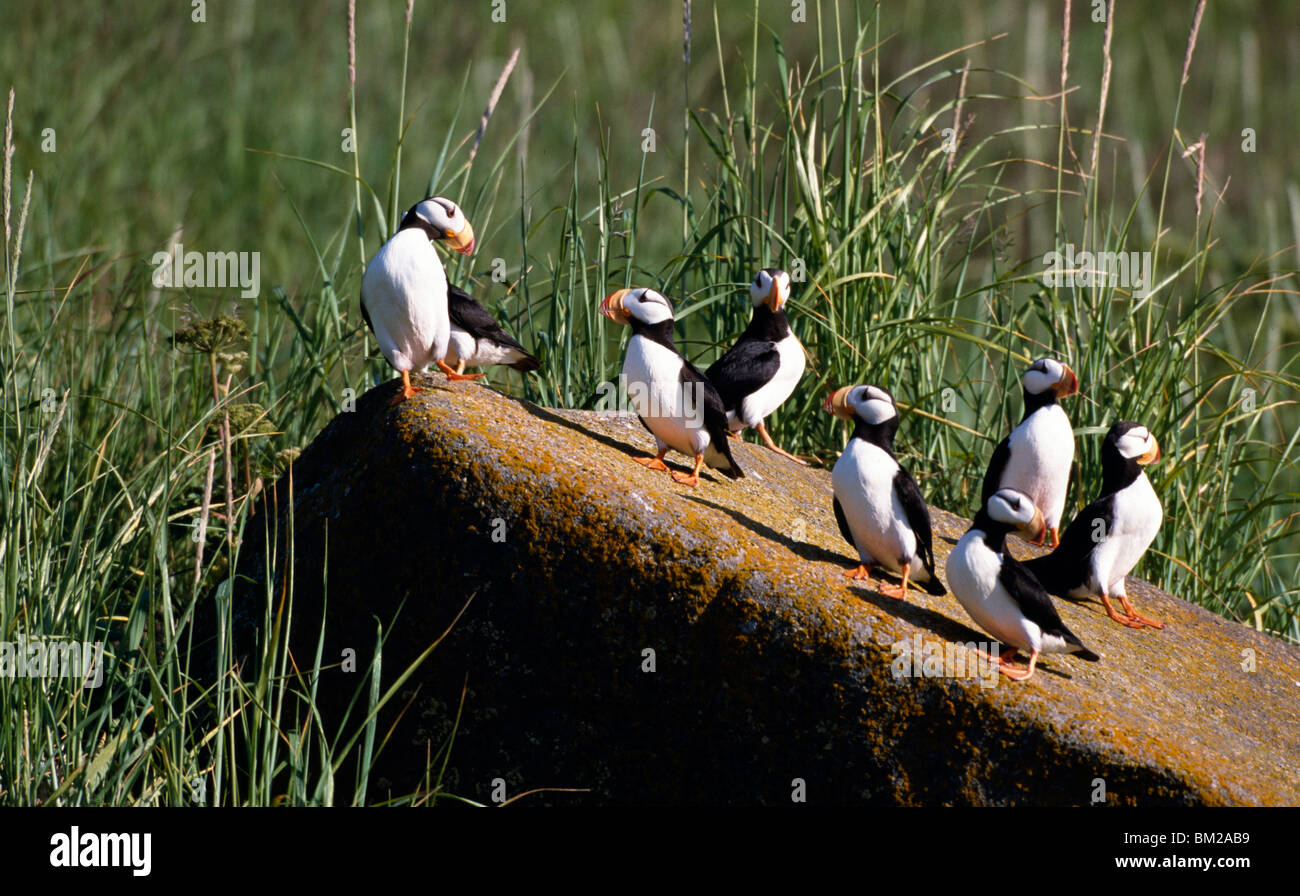 Flock of Horned puffin (Fratercula corniculata) on a rock Stock Photo ...
