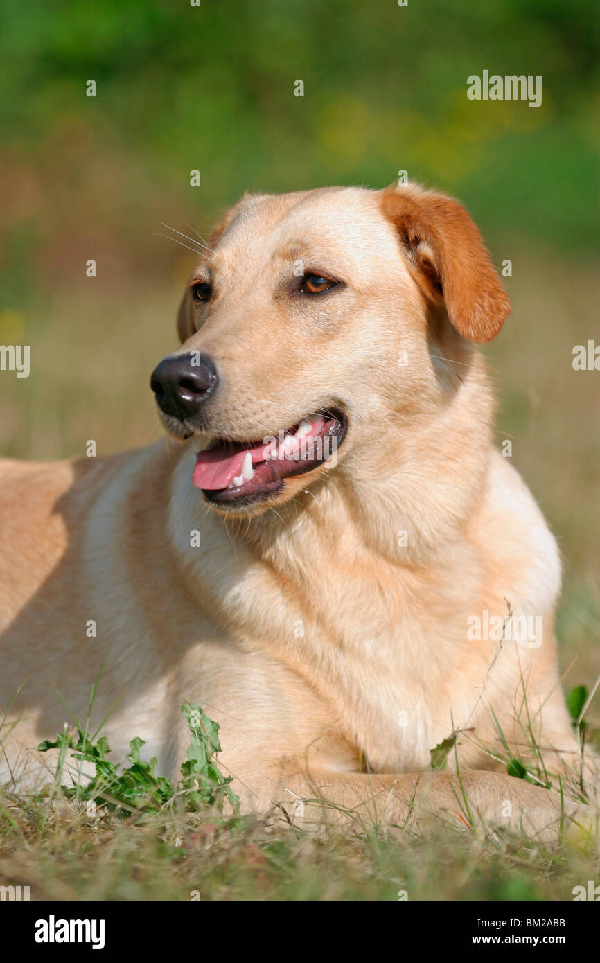 Labrador mischling hi-res stock photography and images - Alamy