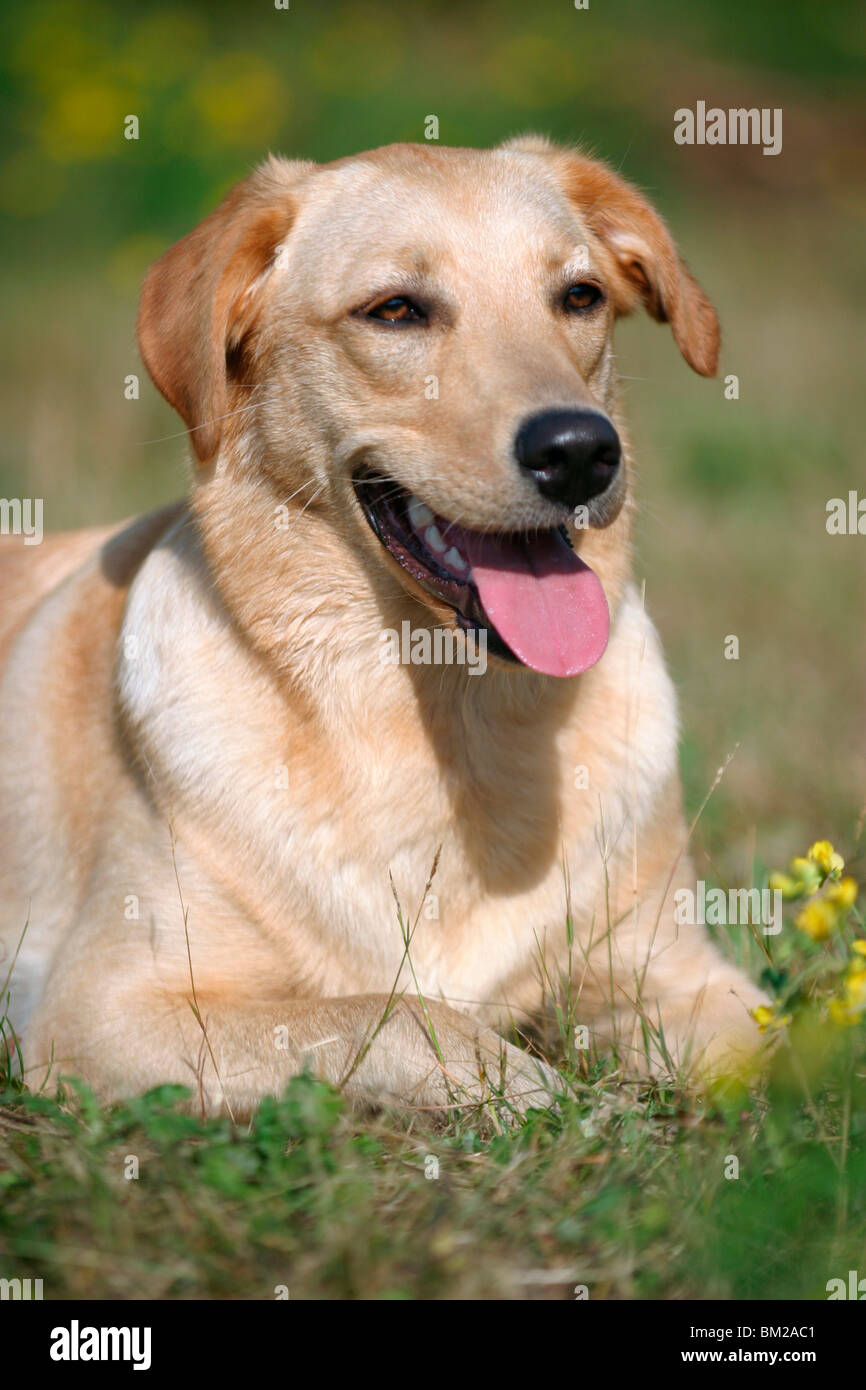 liegender Labrador Mischling / lying Mongrel Stock Photo - Alamy