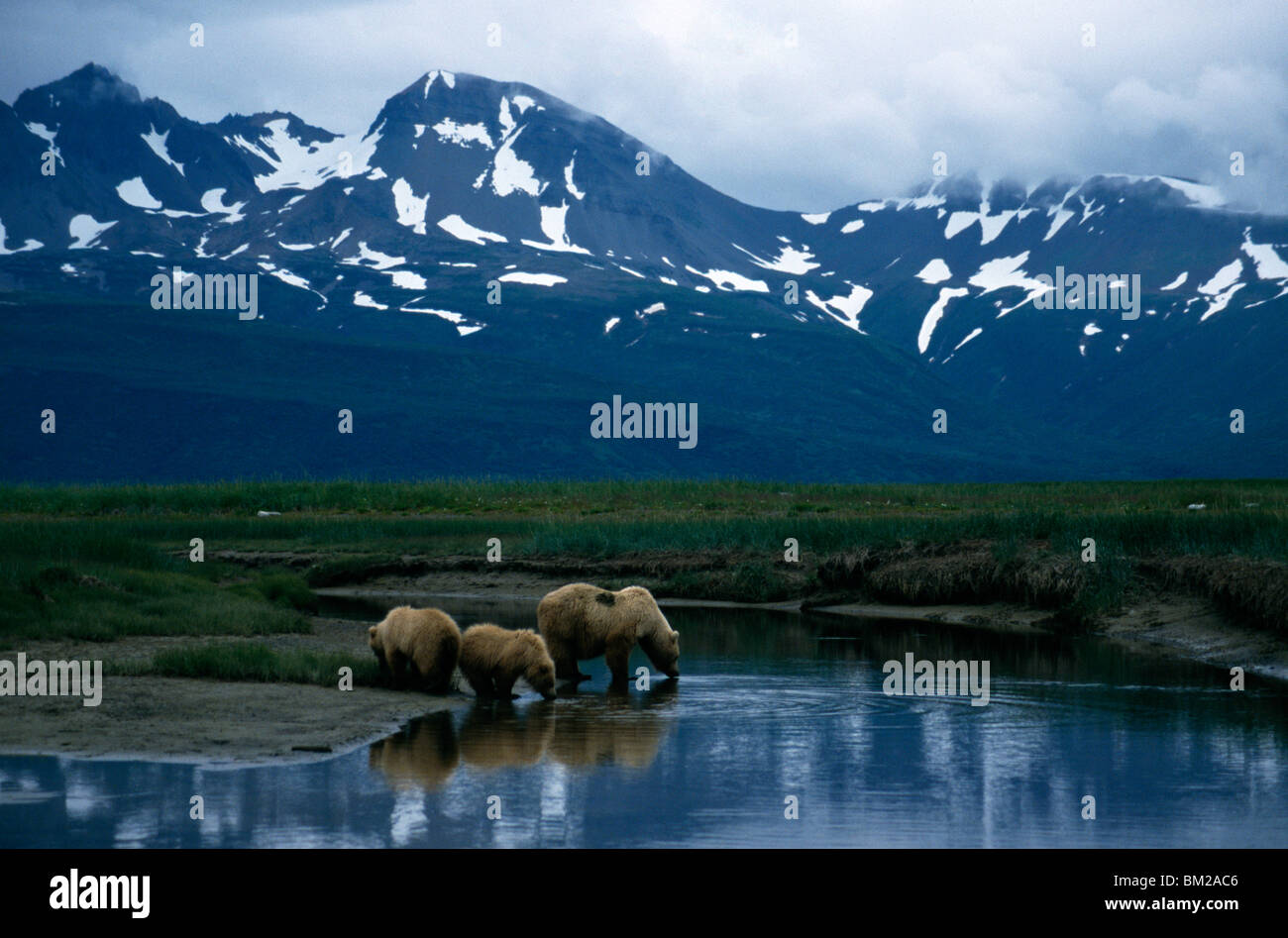 Family of bears hi-res stock photography and images - Alamy