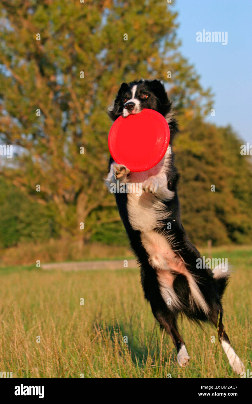 Border Collie fängt Frisbee / playing border collie Stock Photo - Alamy