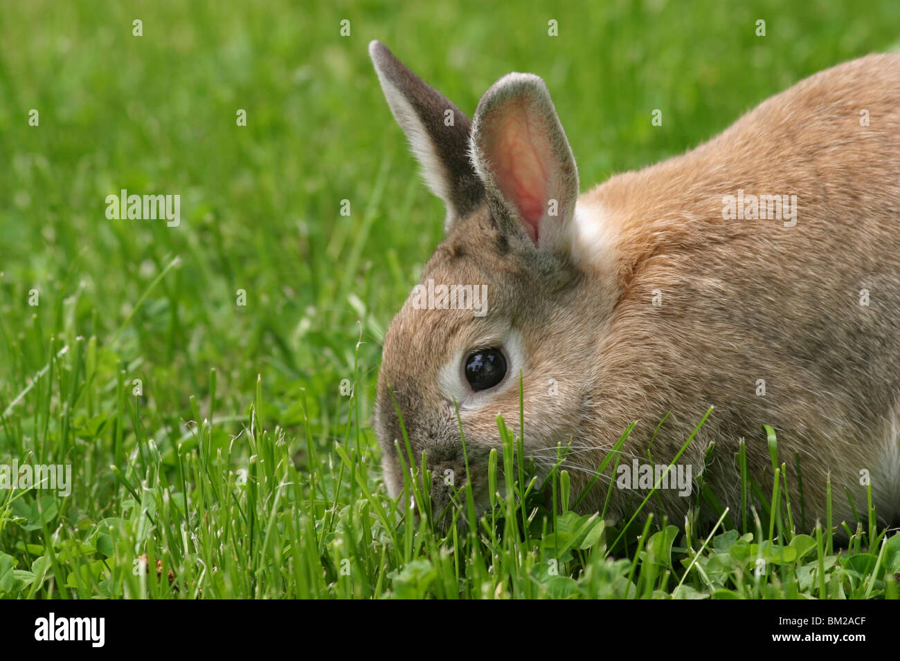 Zwergkaninchen auf der Wiese / bunny in the meadow Stock Photo - Alamy