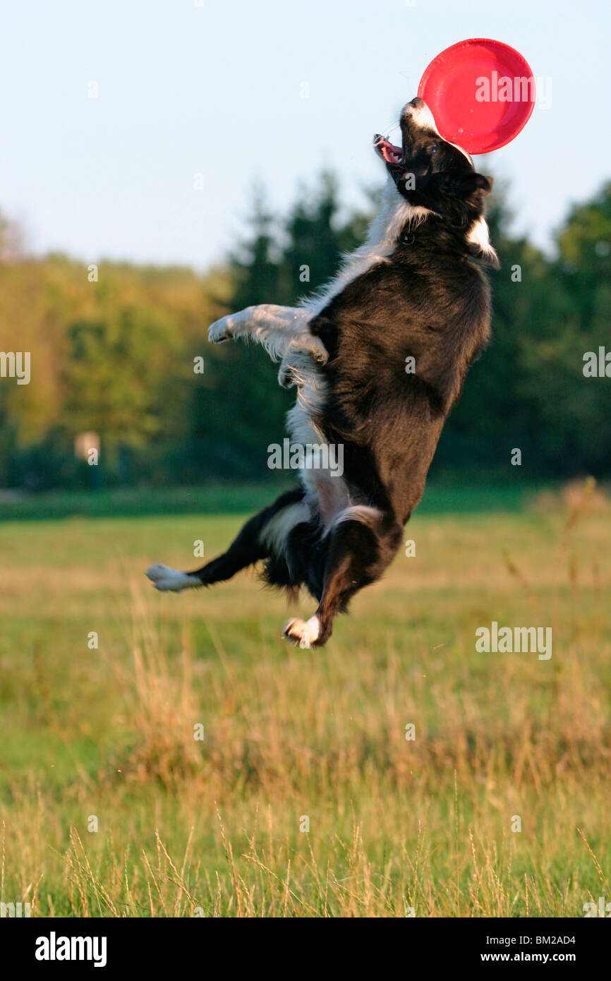 Border Collie fängt Frisbee / playing border collie Stock Photo - Alamy