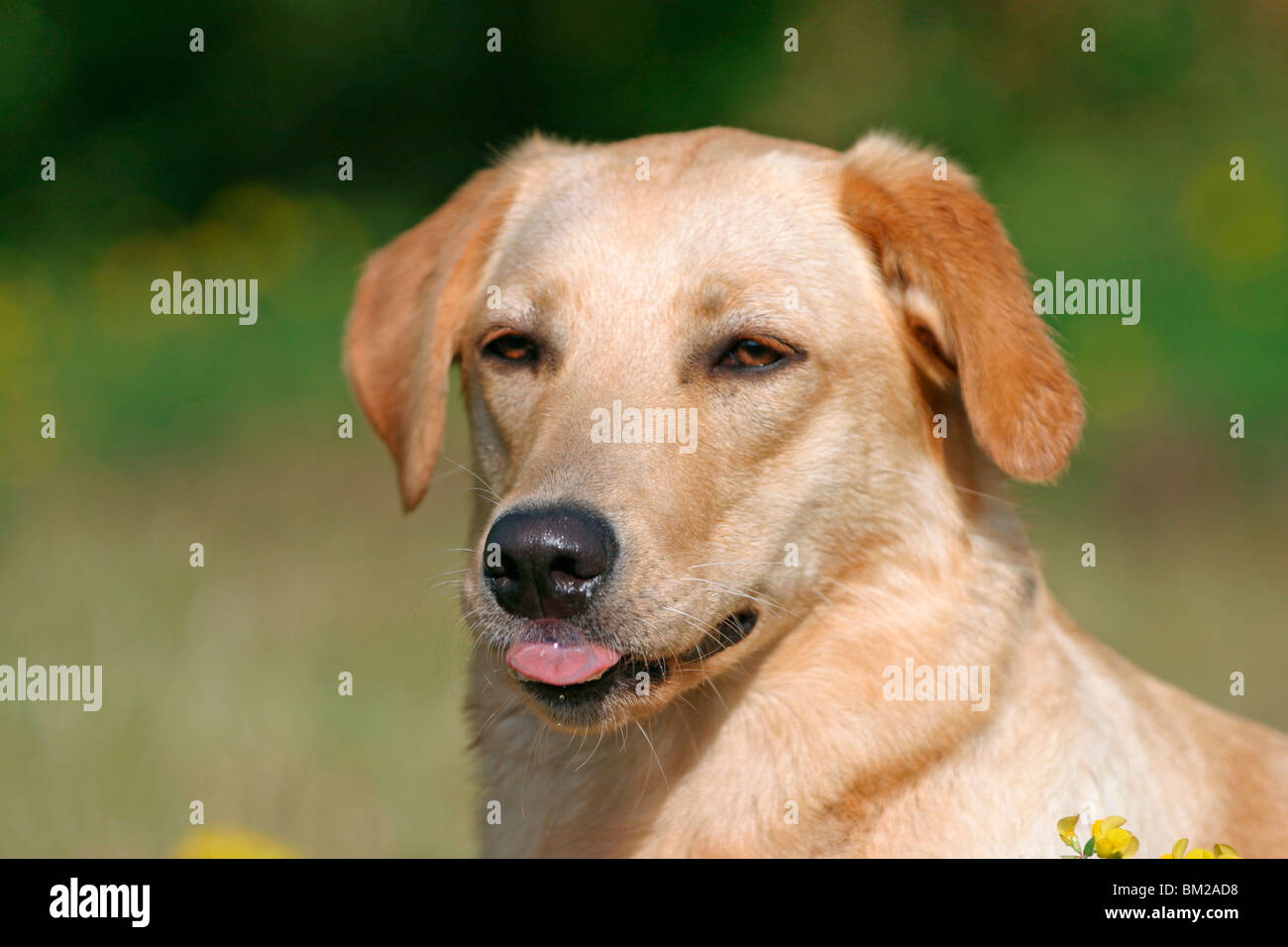 Labrador mischling hi-res stock photography and images - Alamy