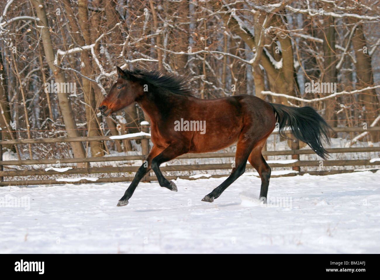 Traber im Schnee / running horse Stock Photo - Alamy