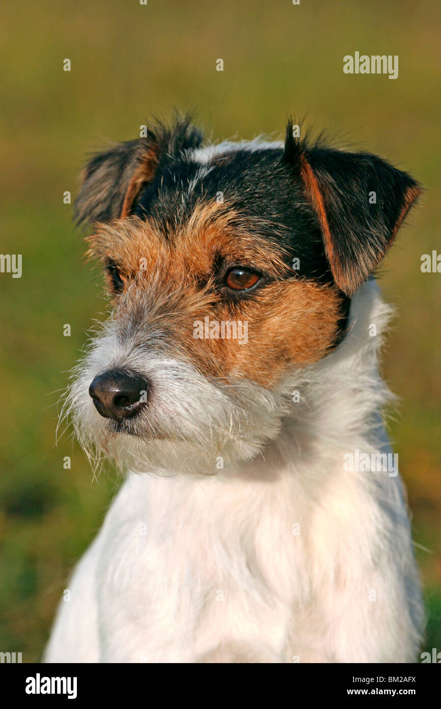 Parson Russell Terrier Portrait Stock Photo - Alamy