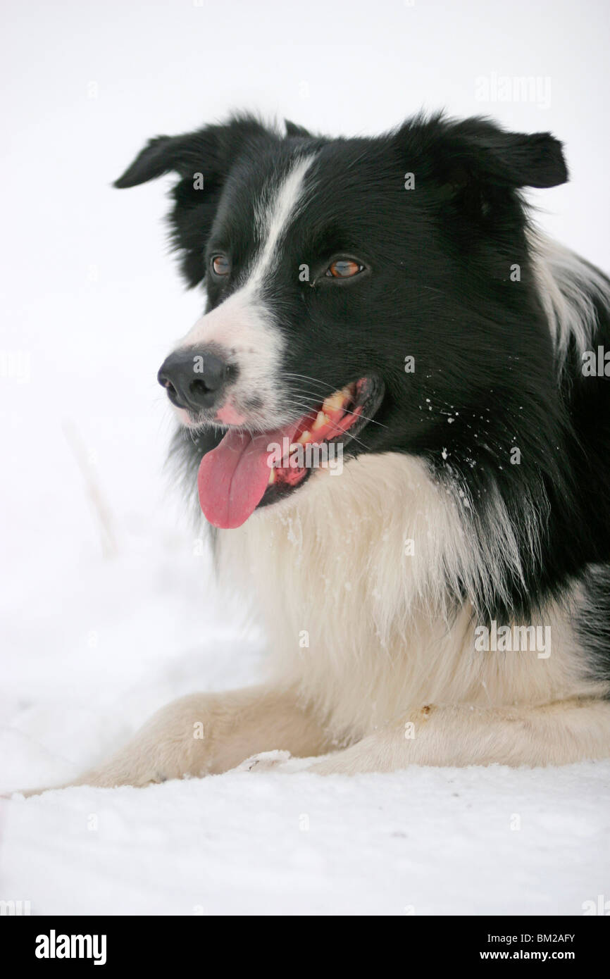 Border Collie Portrait Stock Photo - Alamy